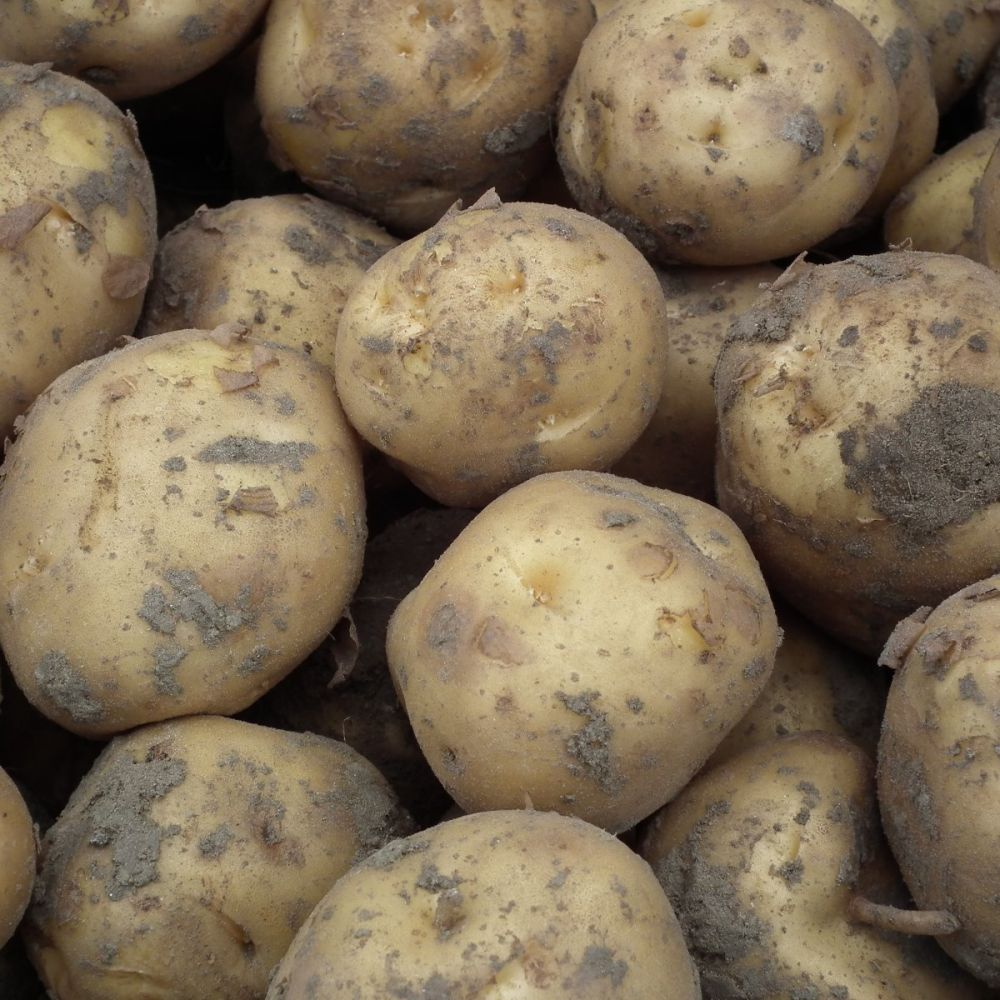 Eigenheimer aardappelen kopen | Aardappelenbezorgen.nl